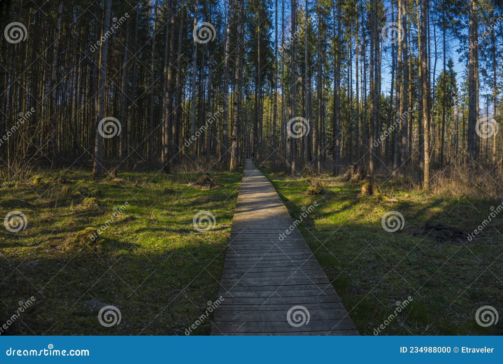 Walking Path in Raised Bog Nature Trail through Pine Forest Stock Photo ...