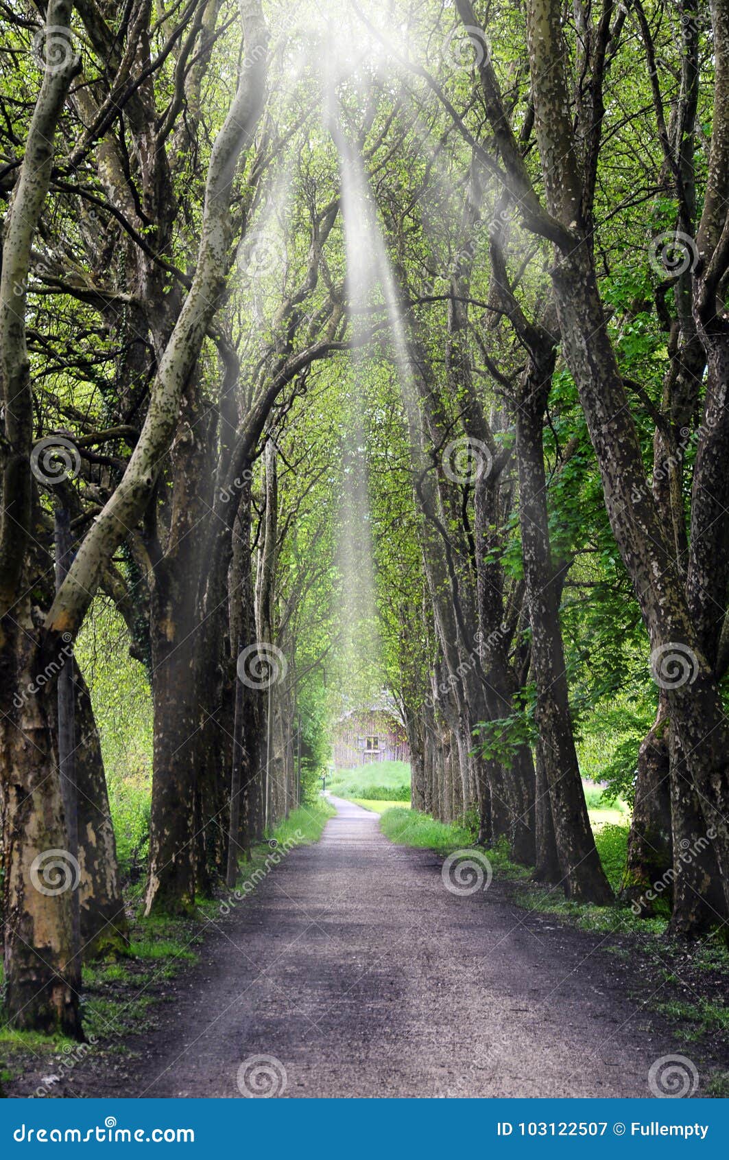 Path Road With Giant Trees Tunnel, Jawatan Perhutani. Indonesia. Java ...