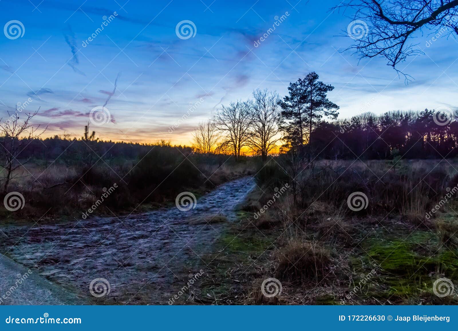 Walking Path in the Rucphense Heide during Sunset, Heather Landscape in ...