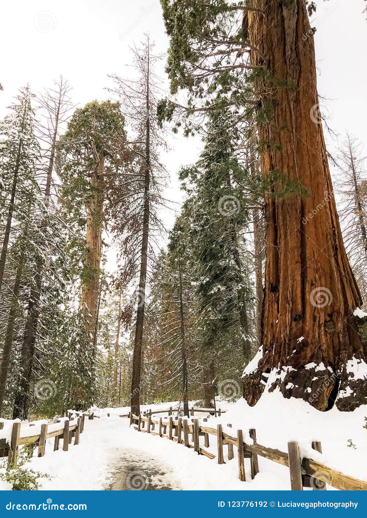 Walking Path through Sequoia Forest Stock Photo - Image of historic ...