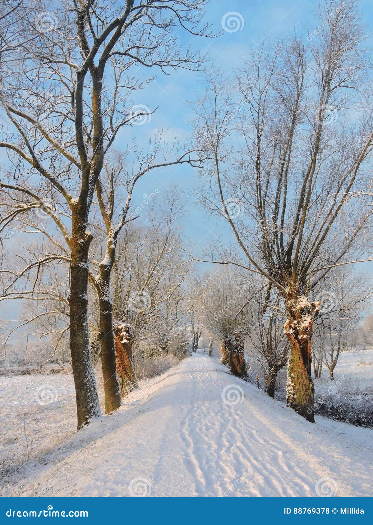 Walking Path and Snowy Winter Trees Stock Photo - Image of beautiful ...
