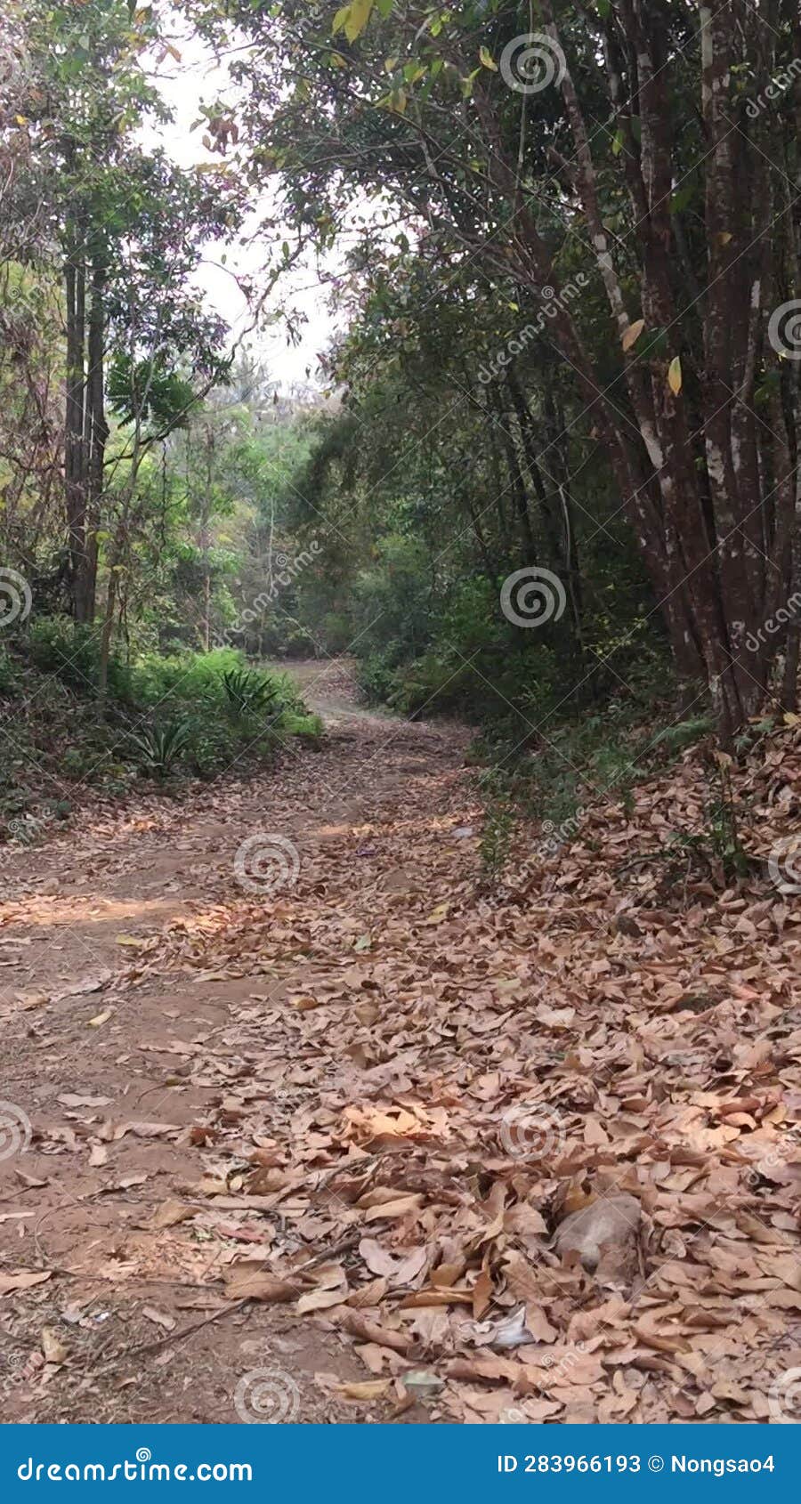 A Walking Path with the Sound of Nature and Falling Leaves Stock Video ...