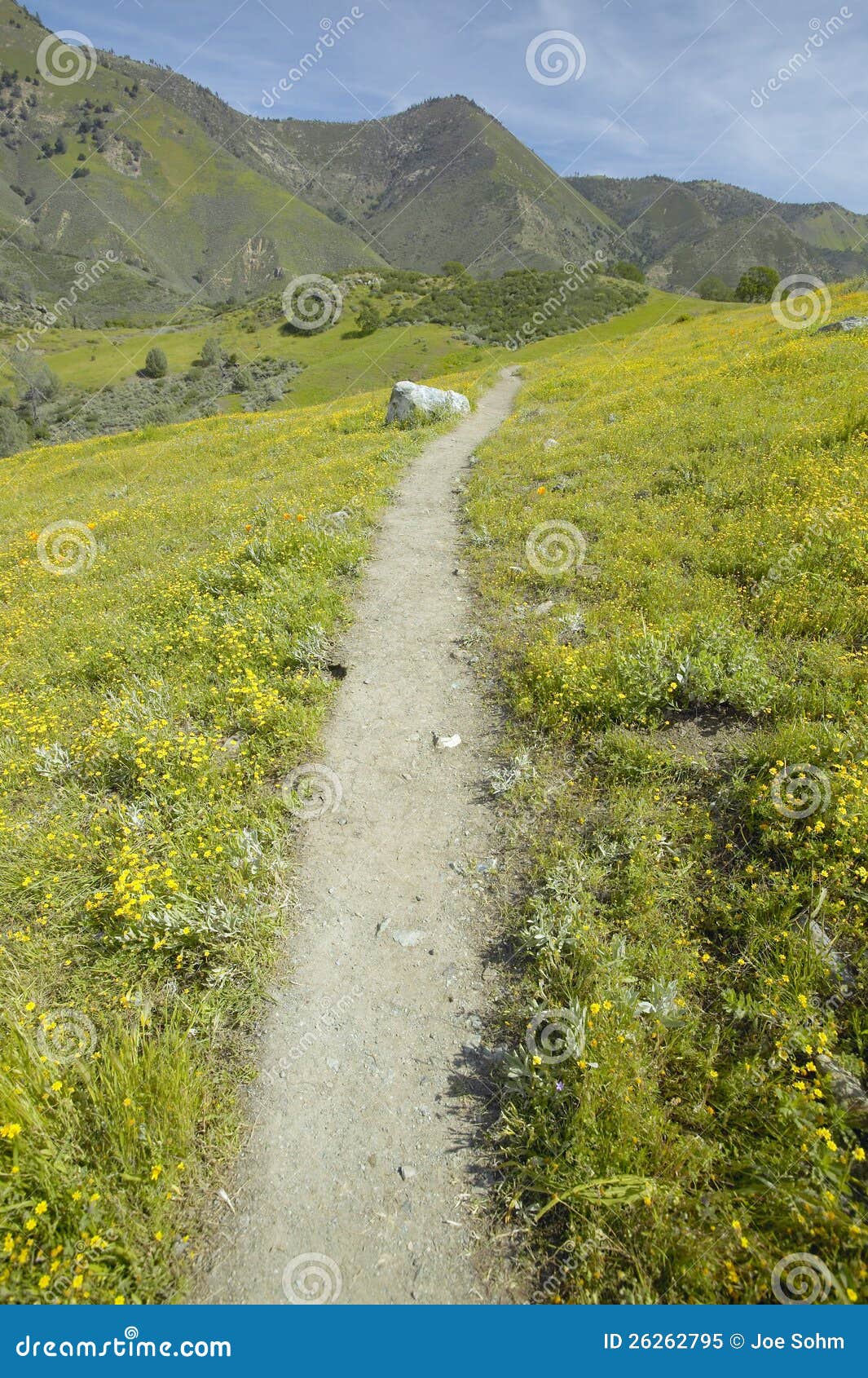 Walking Path Through Spring Flowers Stock Image - Image of path ...