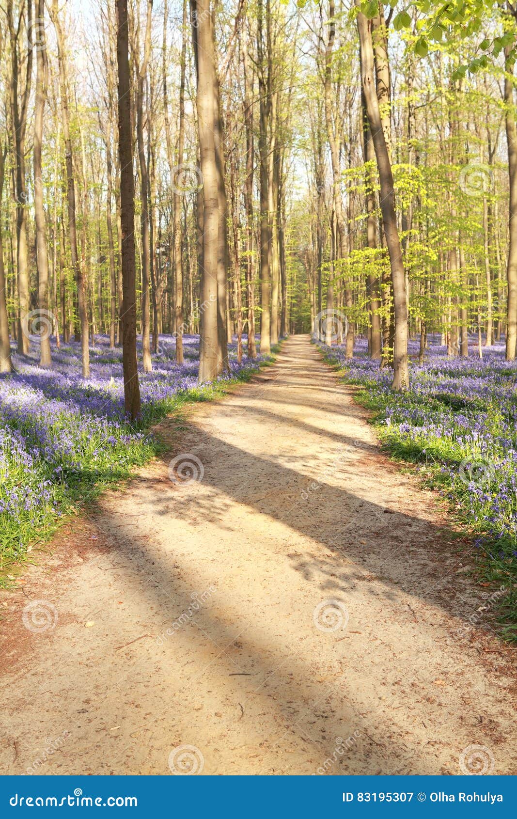 Walking Path in Sunny Flowering Forest Stock Image - Image of sunny ...