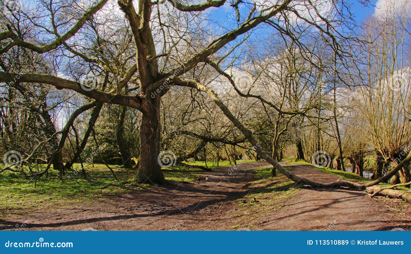 Walking Path through a Sunny Winter Forest with Bare Trees Stock Image ...