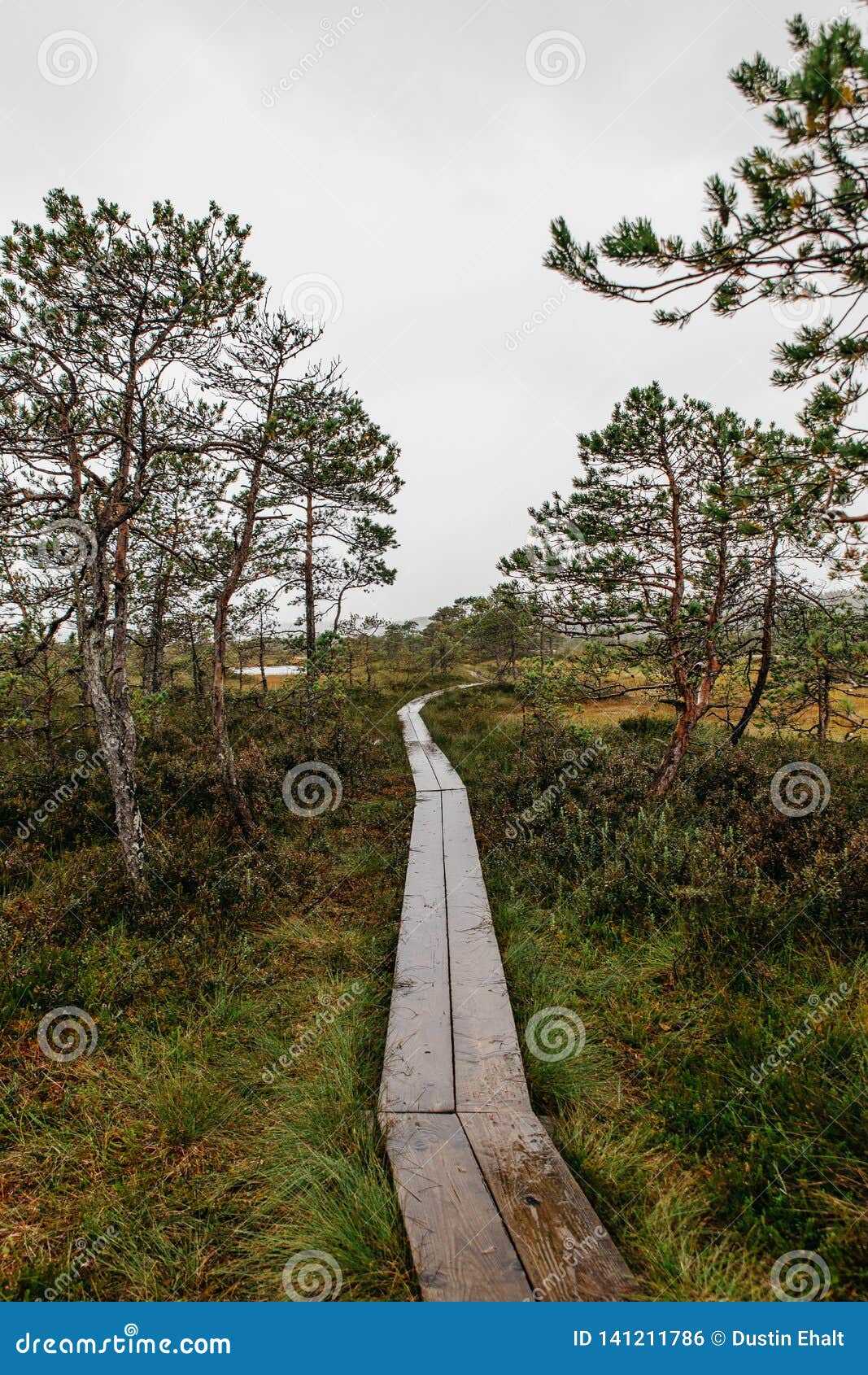 Walking path in a swamp stock photo. Image of finnish - 141211786