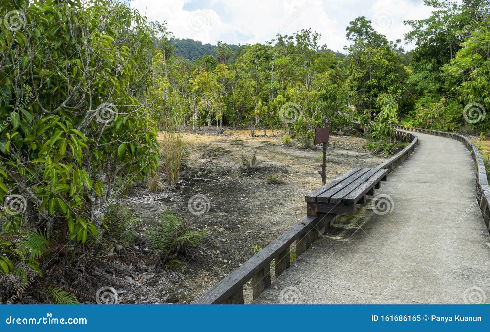 Walking Path through To See Nature View in the Rainforest Stock Image ...