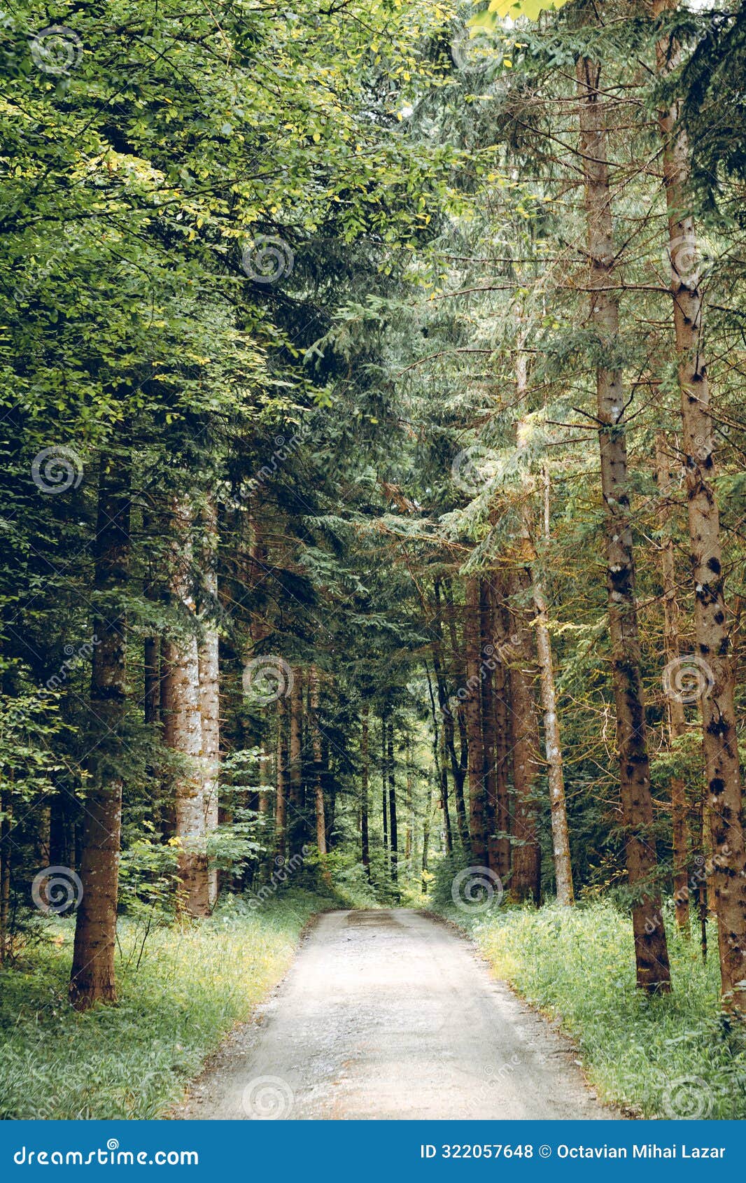 A Walking Path or Trail in a Pine Forest, No People Stock Photo - Image ...