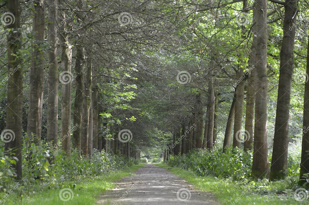 Walking Path with Trees stock photo. Image of trail, biome - 95398324