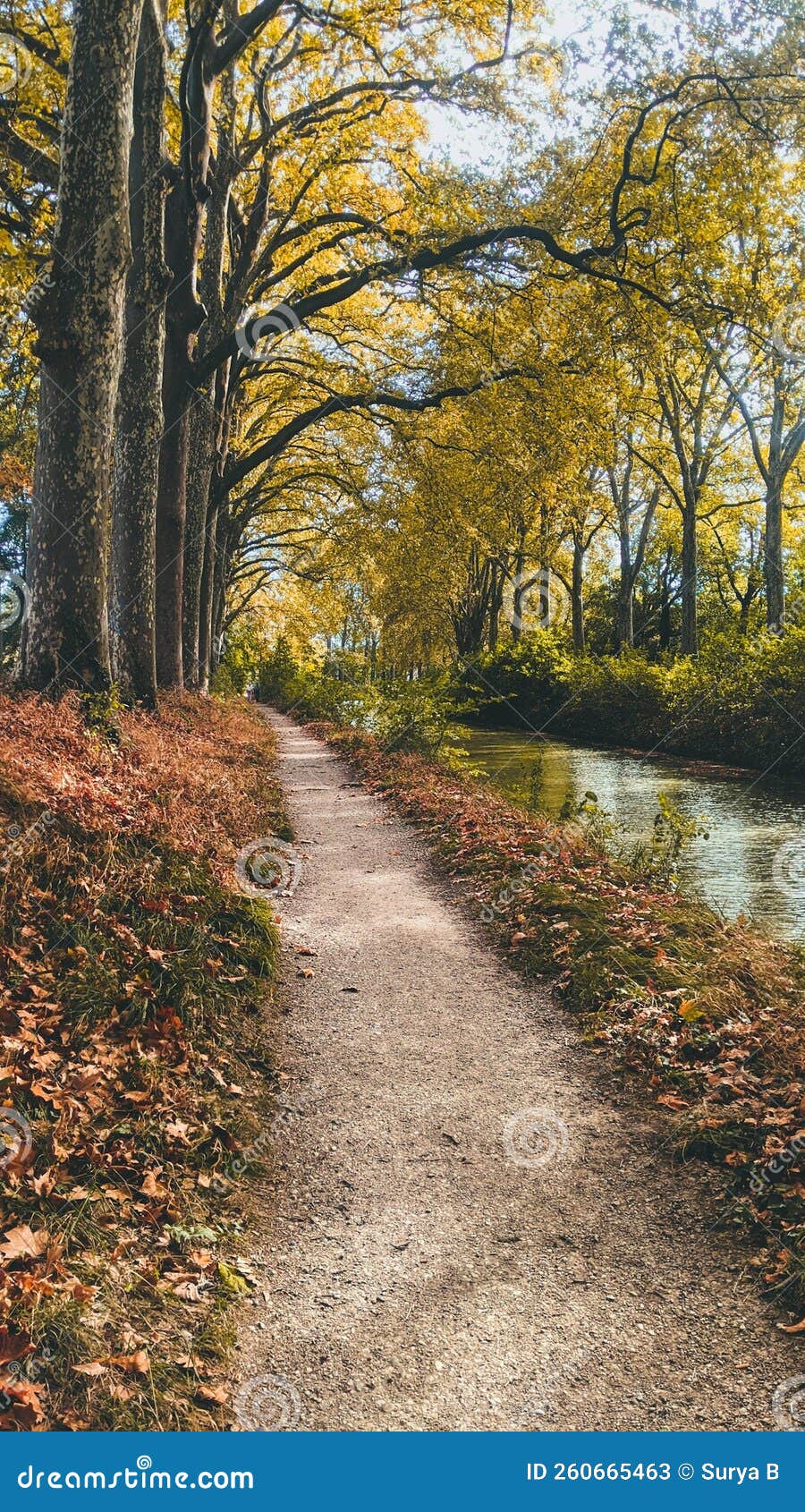 Walking Path between Trees Near a Water Canal during Autumn Fall. Stock ...