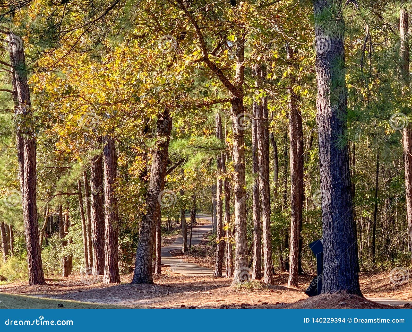 Walking Path in the Trees through a Park Stock Photo - Image of scenic ...