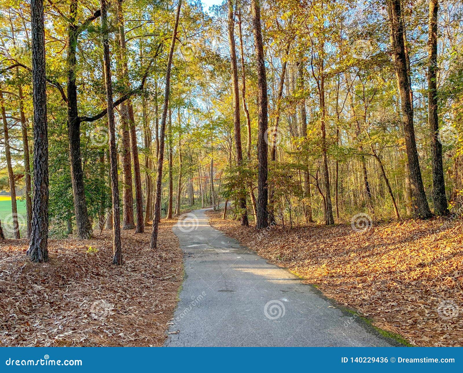 Walking Path in the Trees through a Park Stock Photo - Image of ...