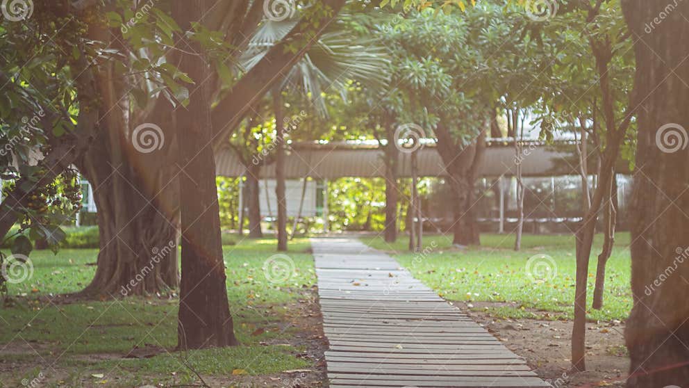 The Walking Path Under Big Trees. Stock Image - Image of path, nature ...