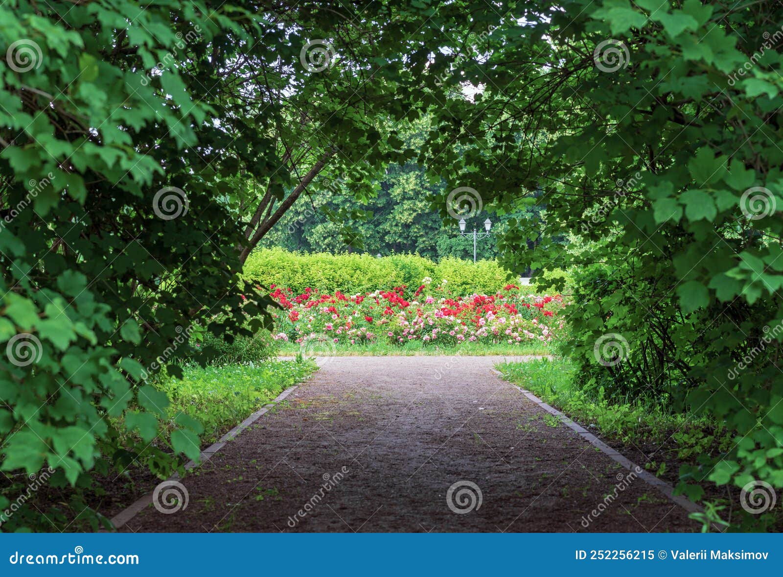 Walking Path Under Dense Tree Branches with a Perspective on a Flower ...
