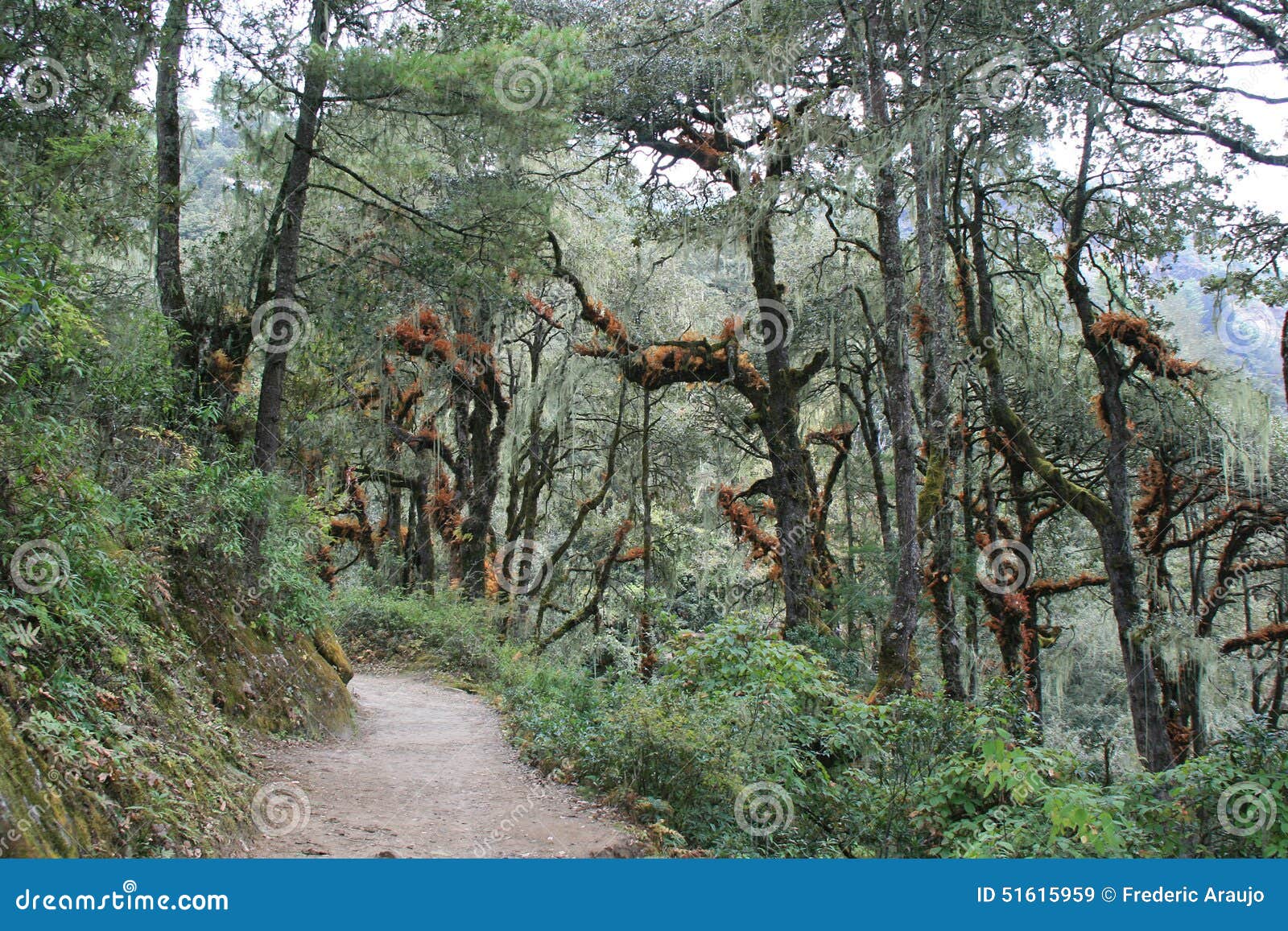 A Walking Path Was Fitted in a Forest Near Paro (Bhutan) Stock Image ...