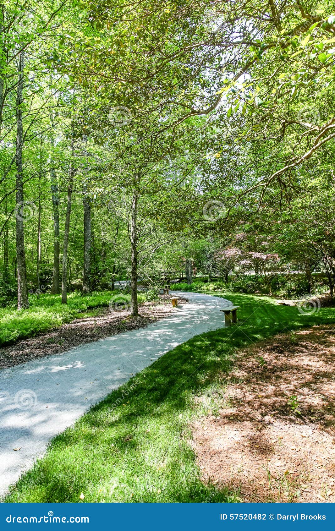 Walking Path Winding through Forest Stock Photo - Image of wild, lush ...