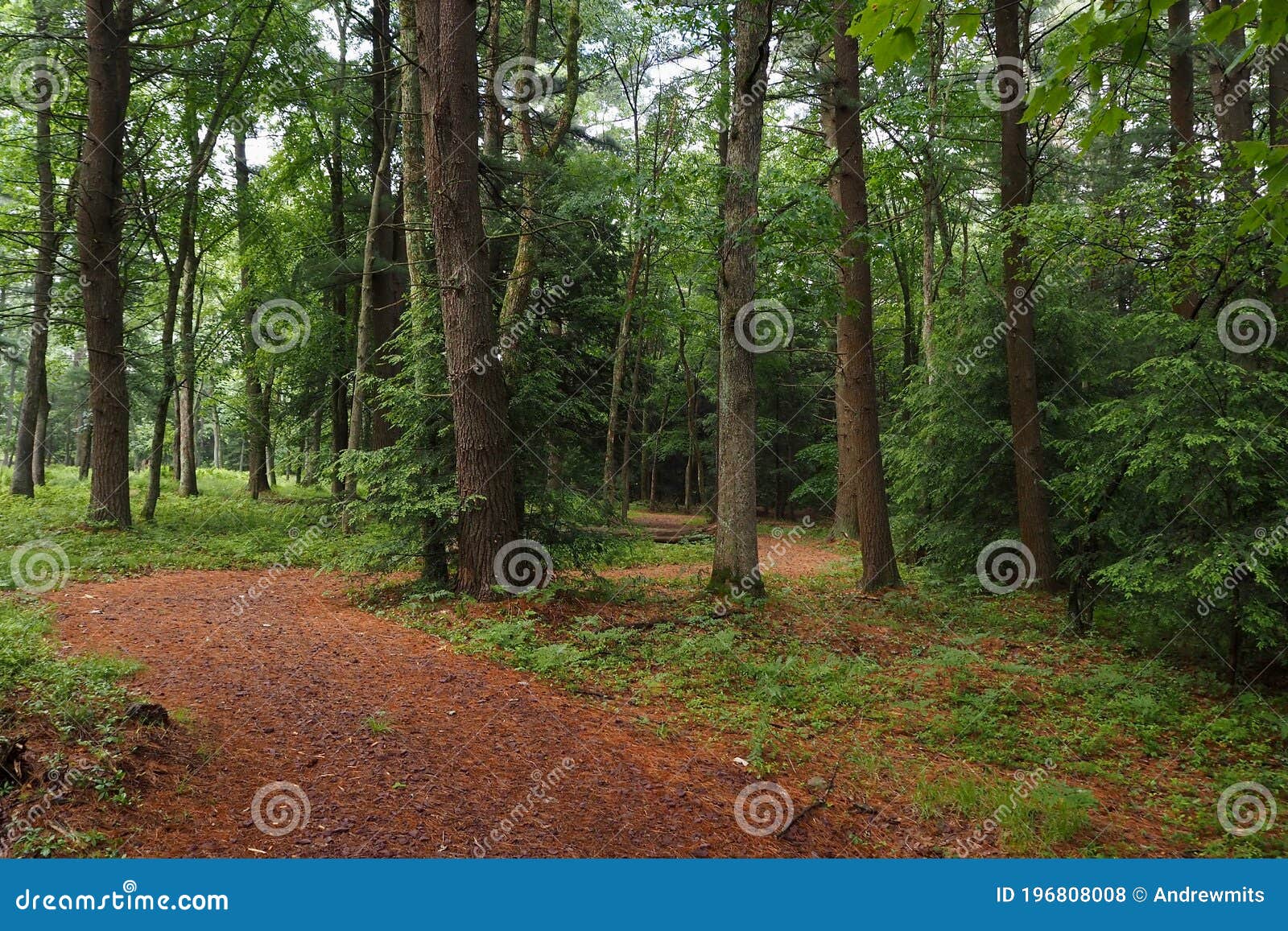 Walking Path through Forest Trees Stock Photo - Image of path, outdoor ...