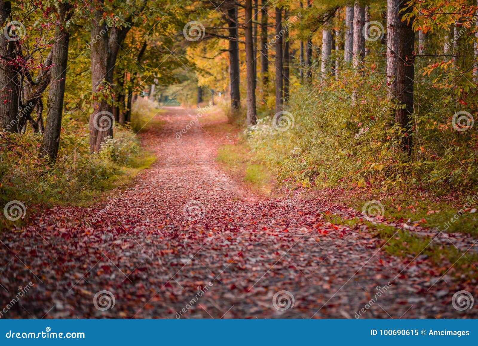 Walking Path at State Park in Peak Fall Color Stock Image - Image of ...