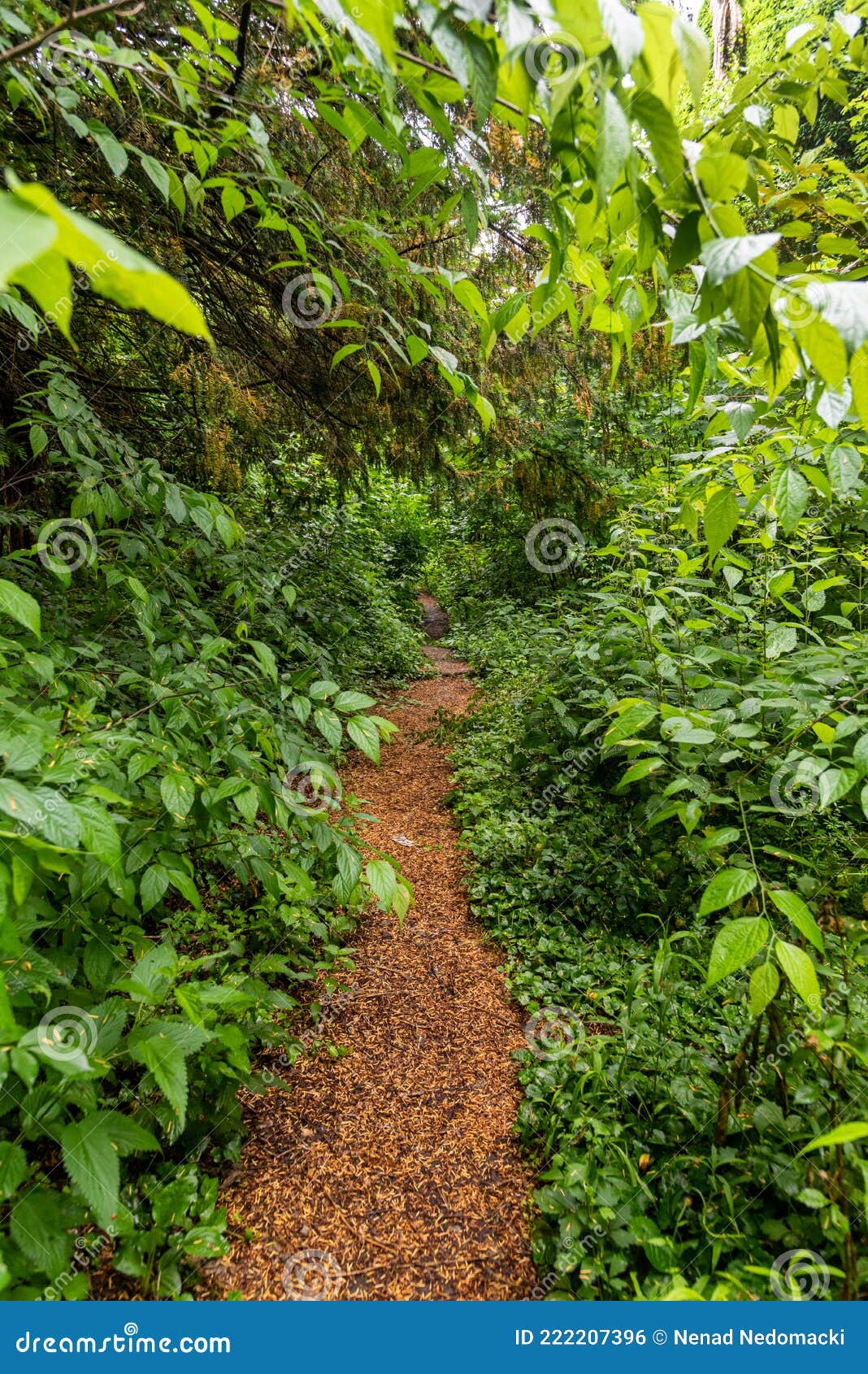 A Walking Path through the Woods Stock Photo - Image of autumn, pathway ...