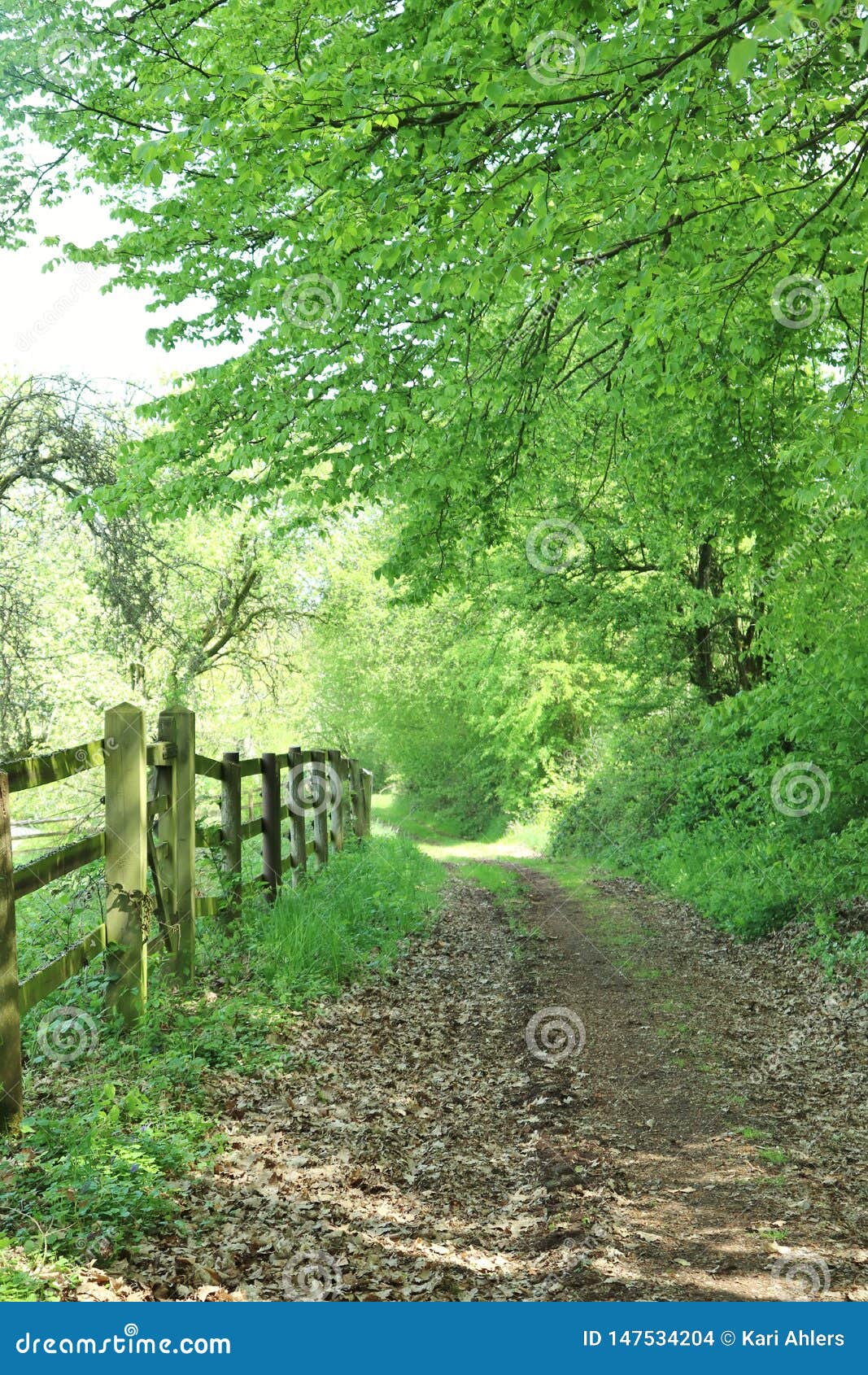 Walking Path in the Woods of Germany Stock Photo - Image of palatinate ...