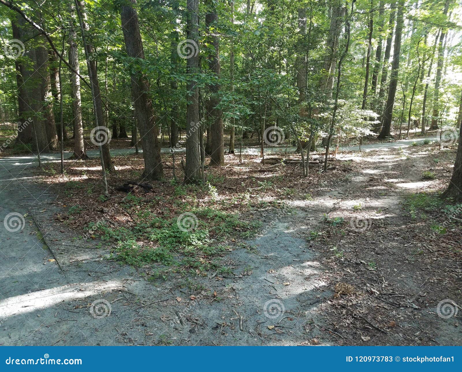 Walking Path in the Woods with Shortcut Stock Image - Image of bark ...