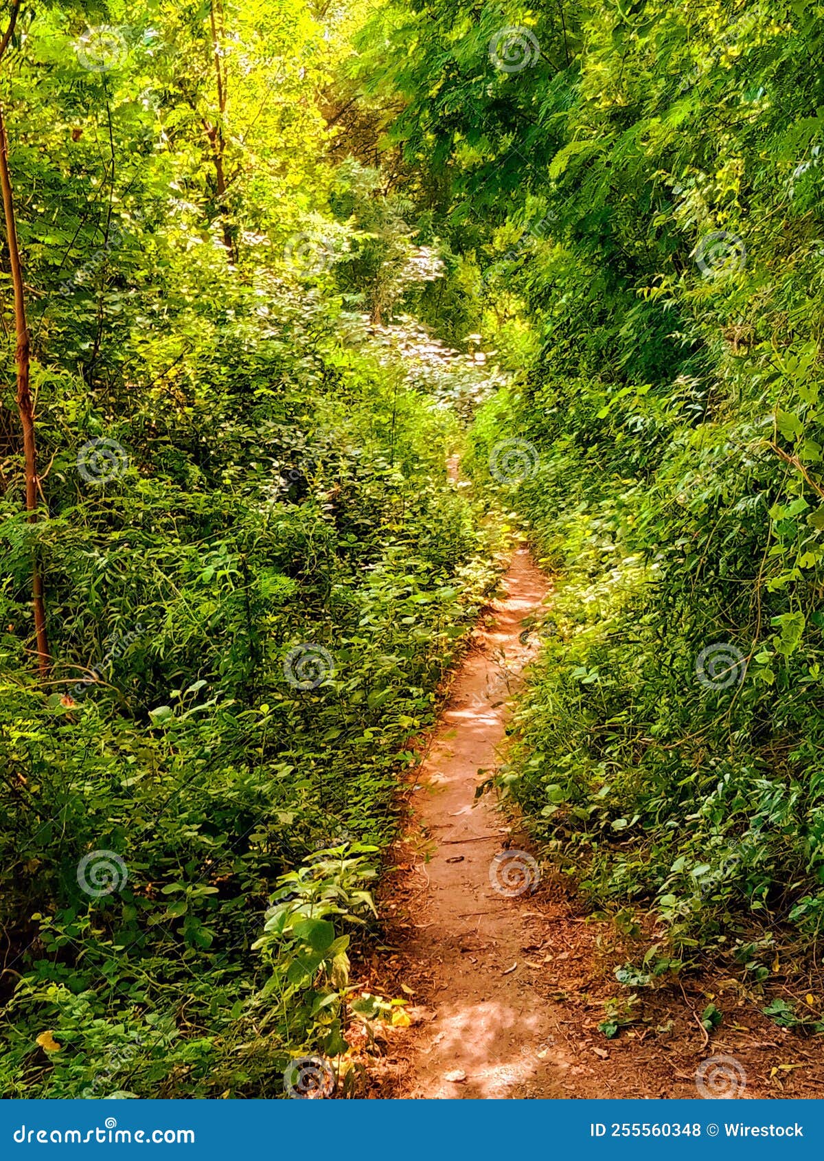 Walking Path in the Woods. Walking Path in Forest Trees with Natural ...