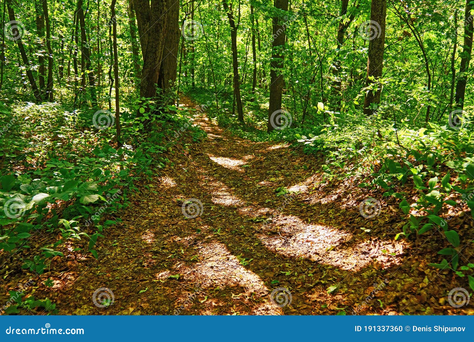 Walking Paths in the Forest for Running Stock Photo - Image of ...