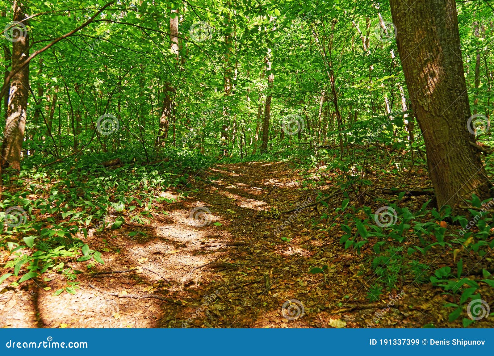 Walking Paths in the Forest for Running Stock Image - Image of road ...