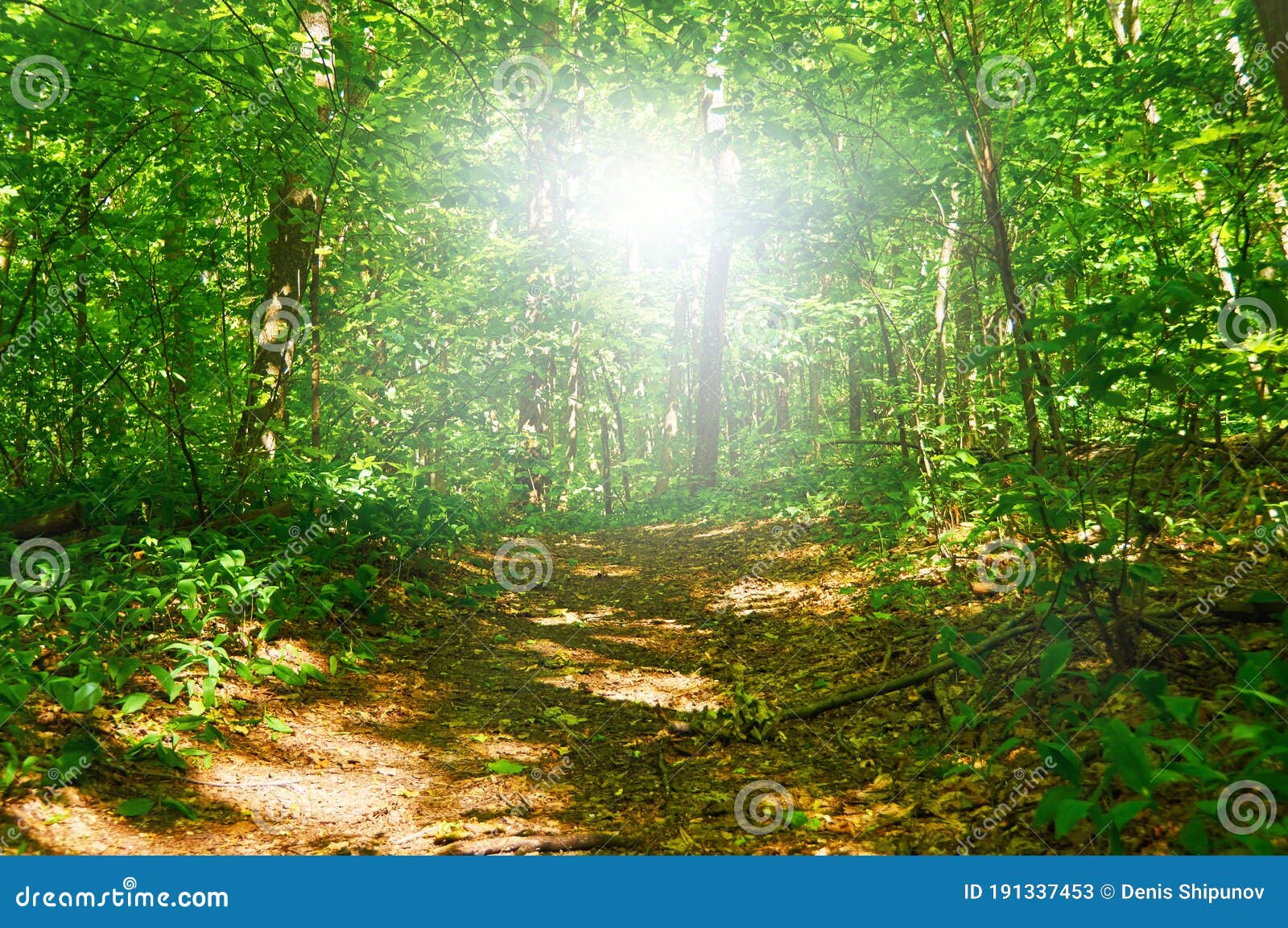 Walking Paths in the Forest for Running Stock Image - Image of natural ...
