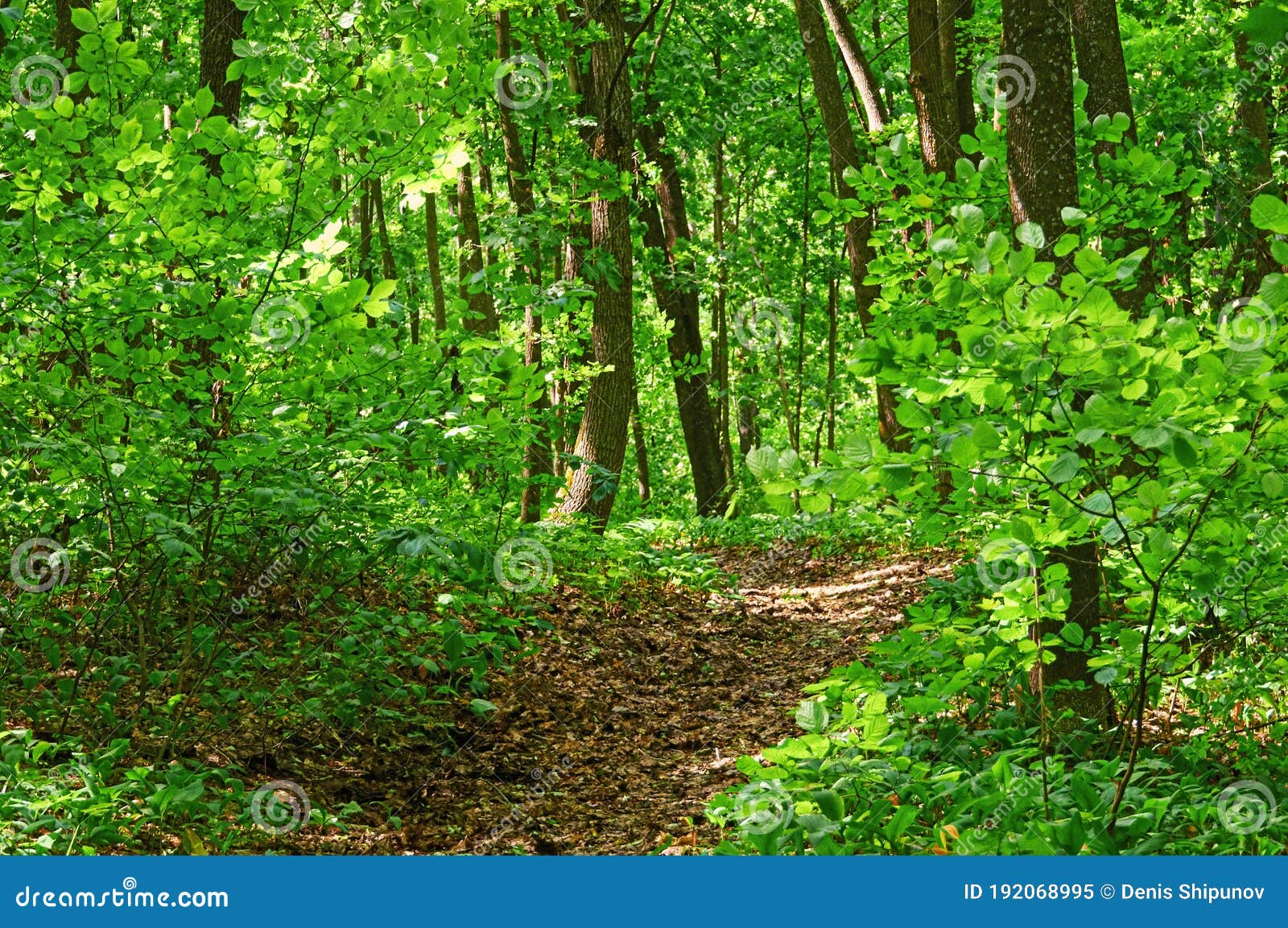 Walking Paths in the Forest for Running Stock Image - Image of running ...