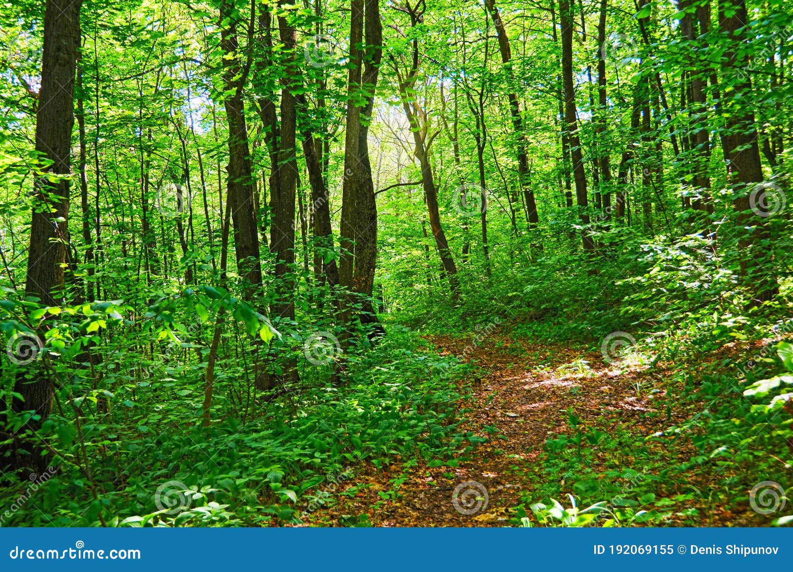 Walking Paths in the Forest for Running Stock Image - Image of footpath ...