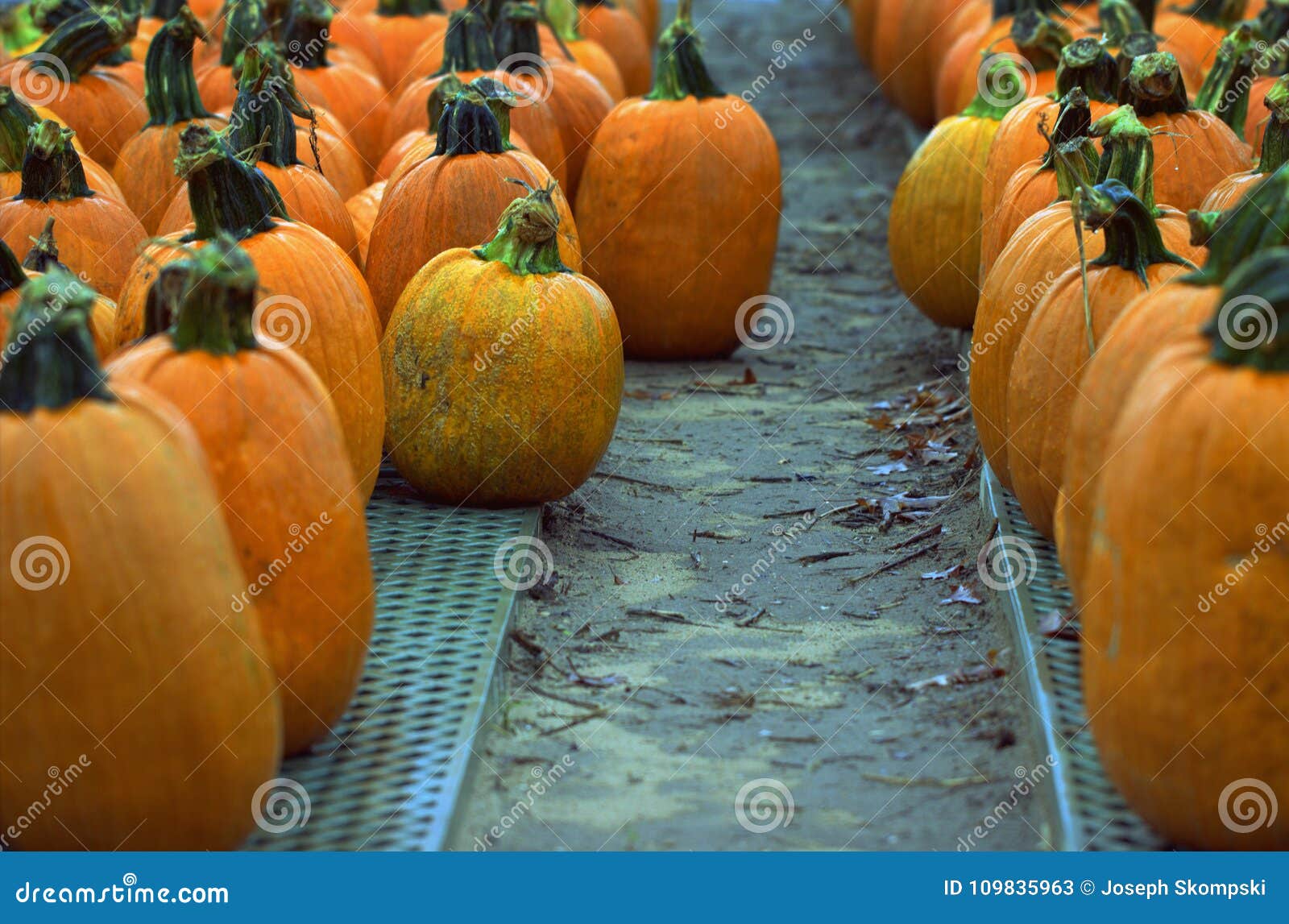 Pumpkin Patch Path stock image. Image of pumpkins, seasonal - 109835963
