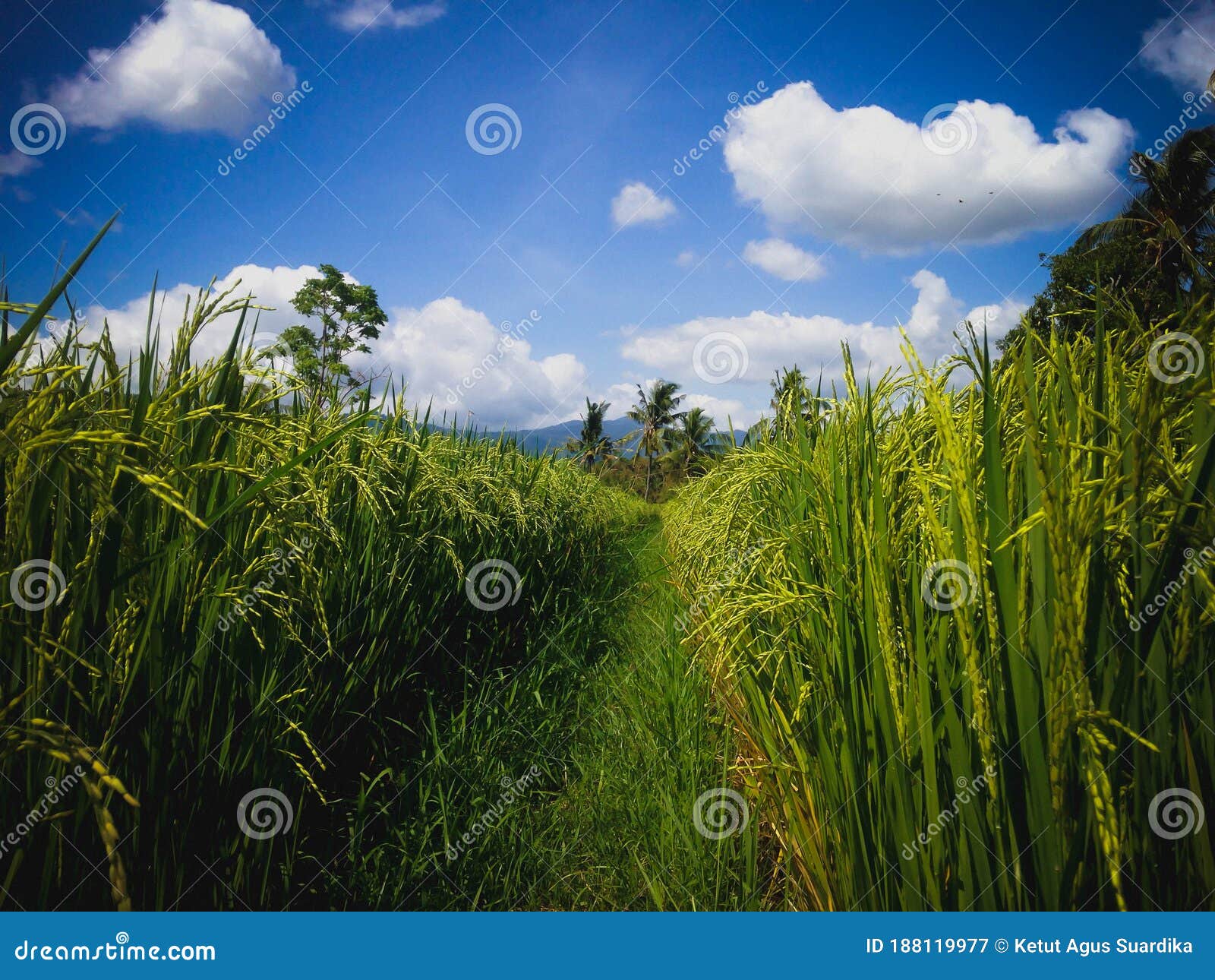 Walking Pathway between Paddy Grains of the Rice Fields at Ringdikit ...