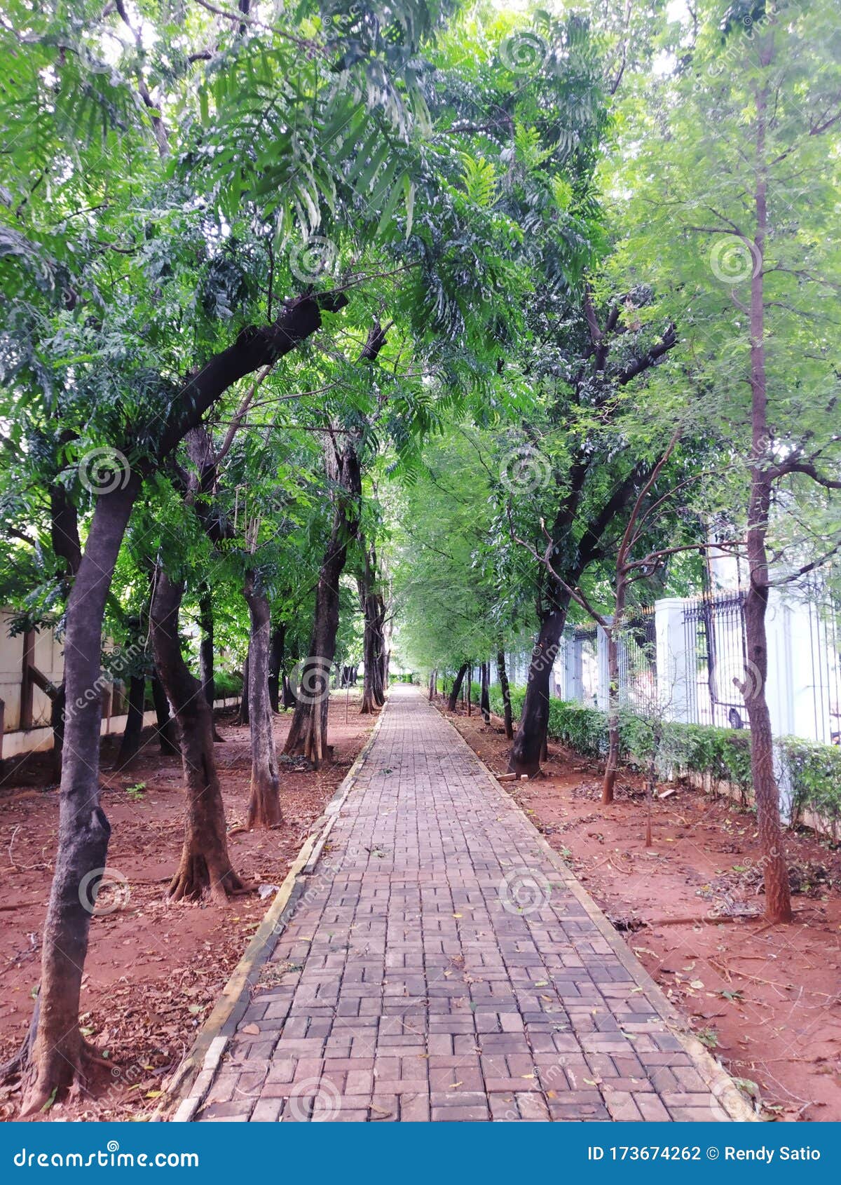 Walking through a Pathway at a Park Stock Photo - Image of park, tree ...