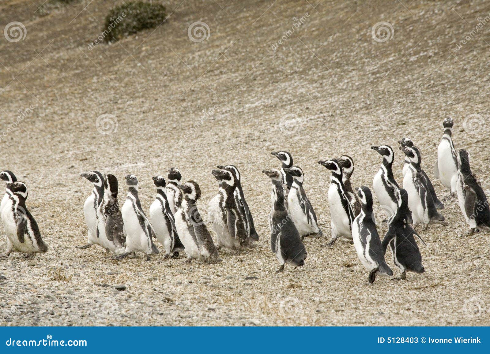 Walking penguins stock image. Image of walking, white - 5128403