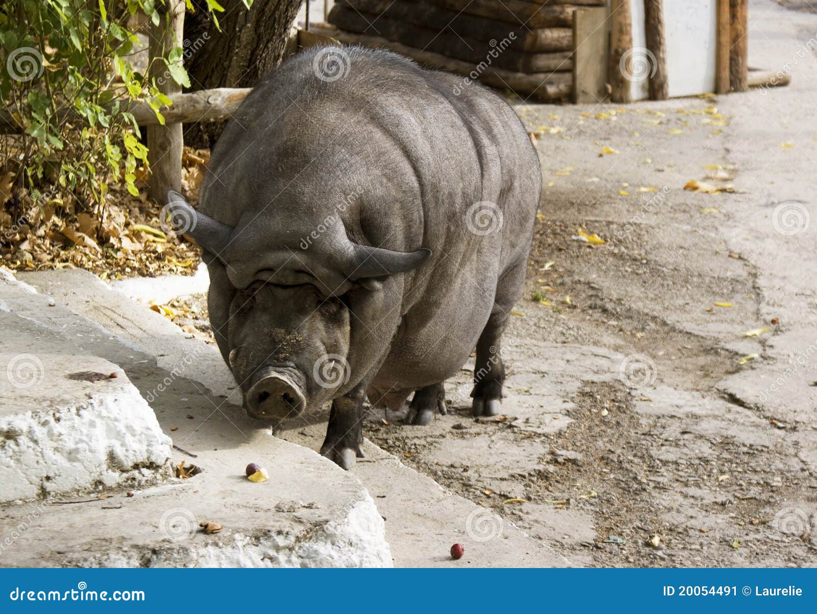 Walking Pig. Stock Image - Image: 20054491