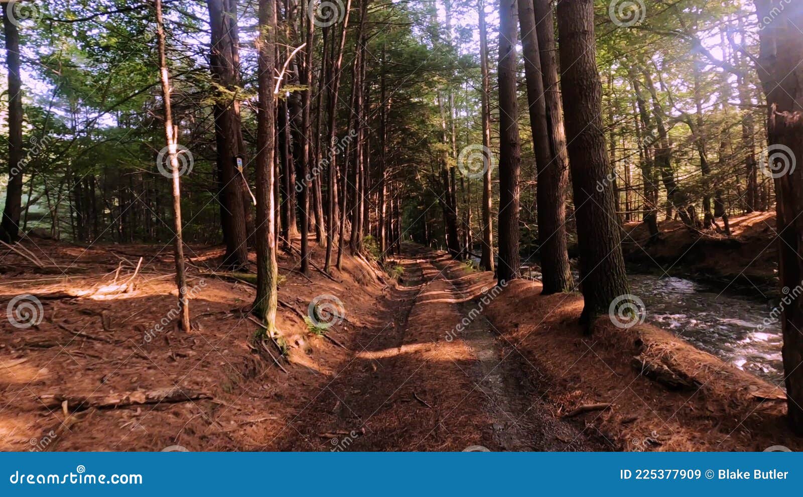 Walking Pine Forest Hyper Lapse Time Lapse in the Catskill Mountains ...