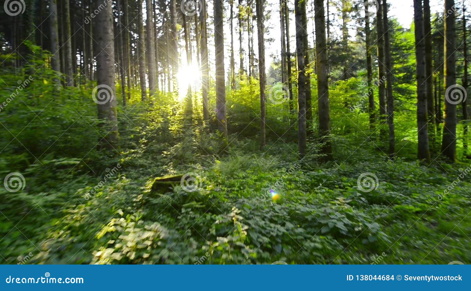 Walking through Pine Tree Forest Towards the Sun Stock Footage - Video ...