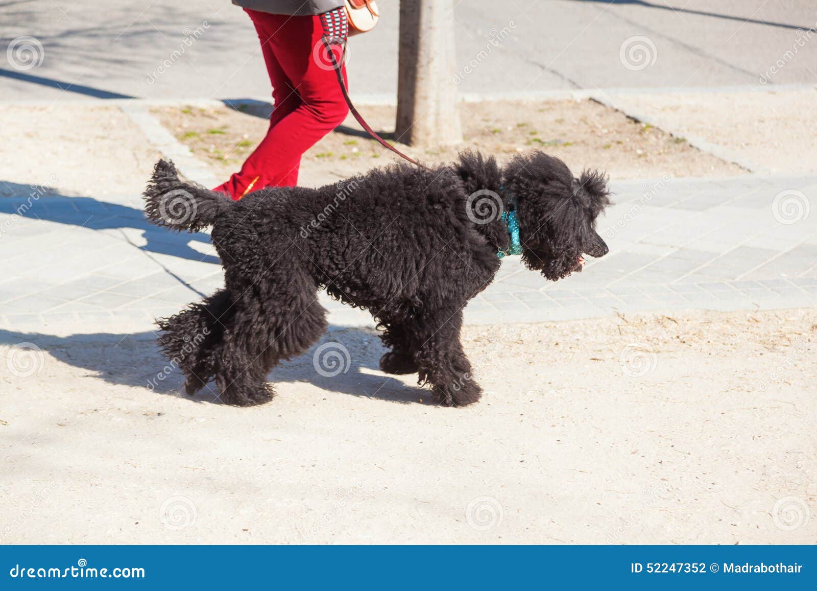 Walking a Poodle in the City Stock Photo - Image of urban, black: 52247352