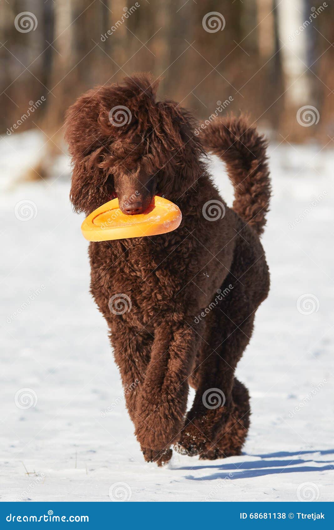 Walking Poodle in Snowy Field Stock Photo - Image of freedom, outdoor ...