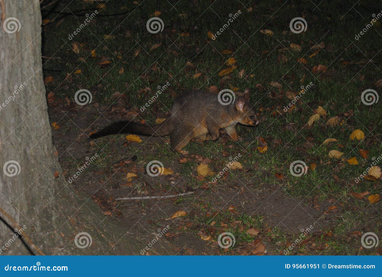A Walking Possum stock image. Image of ground, possum - 95661951