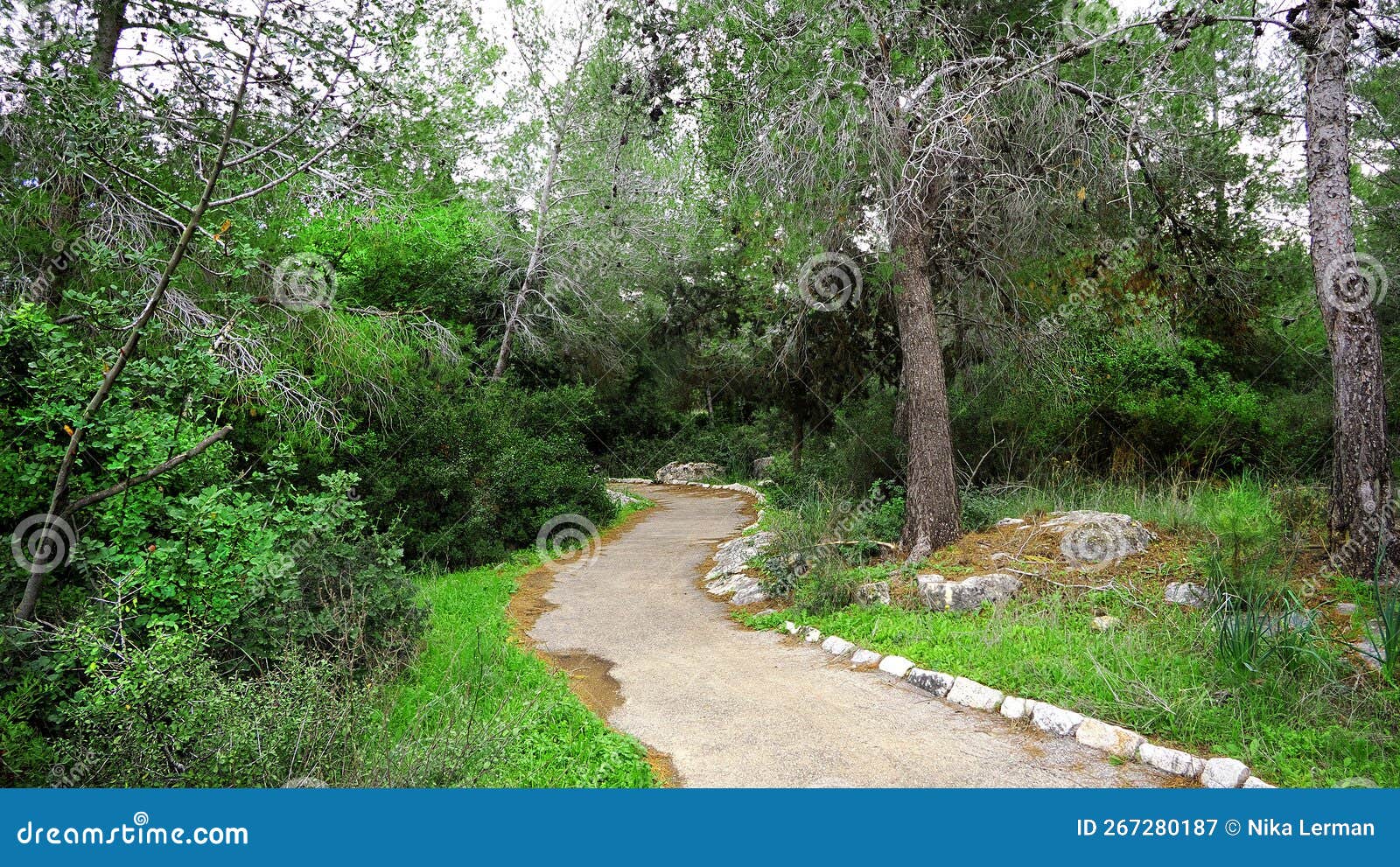 Walking Promenade in the Israeli Forest Stock Image - Image of spruce ...