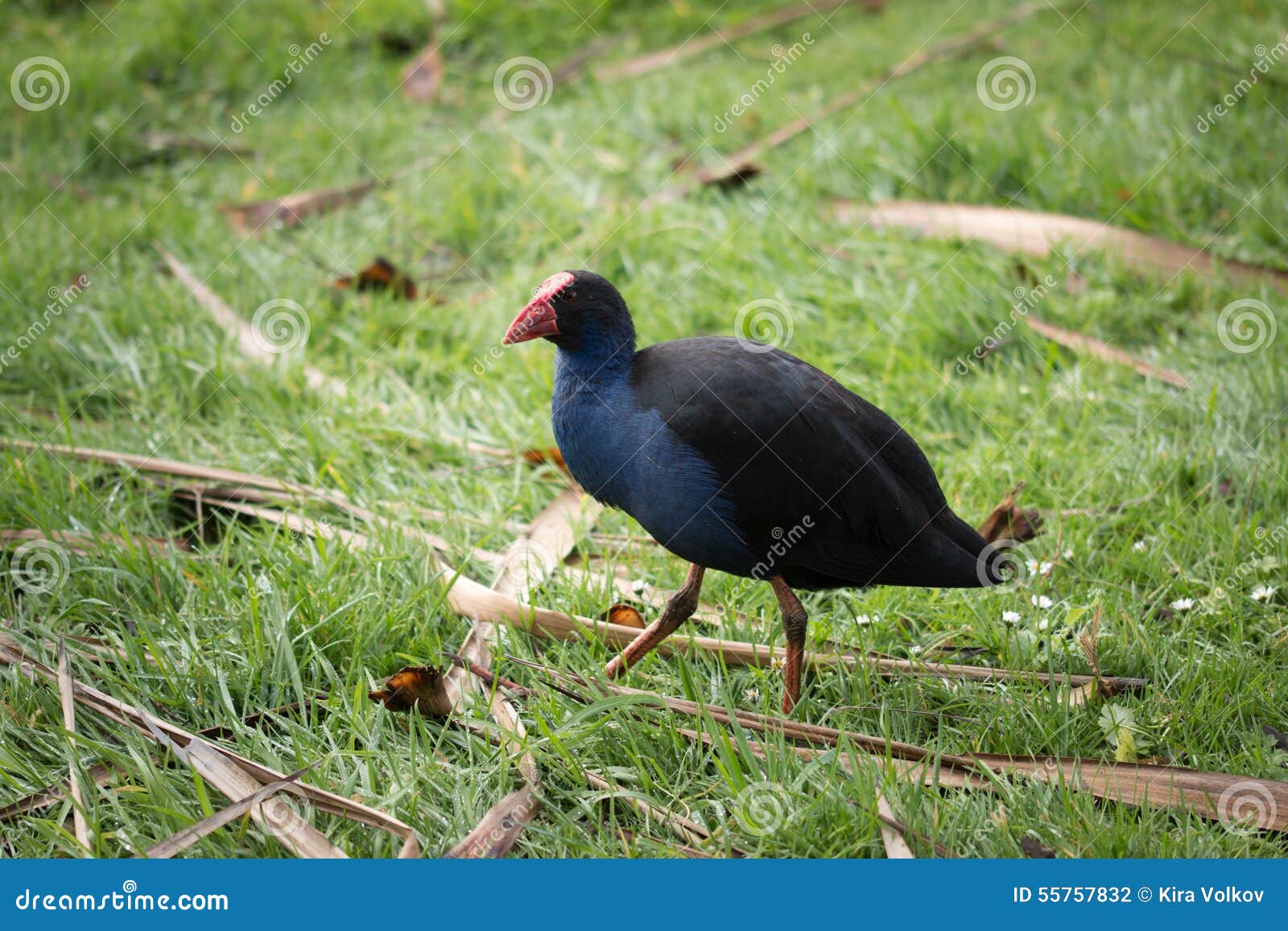Pukeko Bird Royalty-Free Stock Image | CartoonDealer.com #37125430