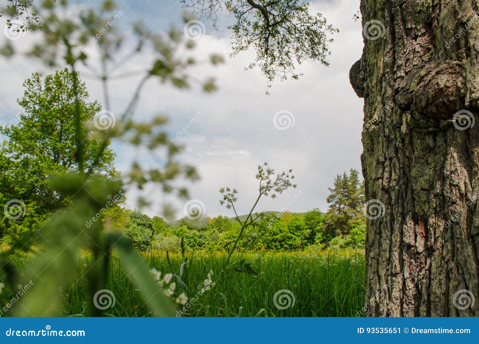 Walking in the Quiet Nature of Spring is Invaluable Stock Image - Image ...