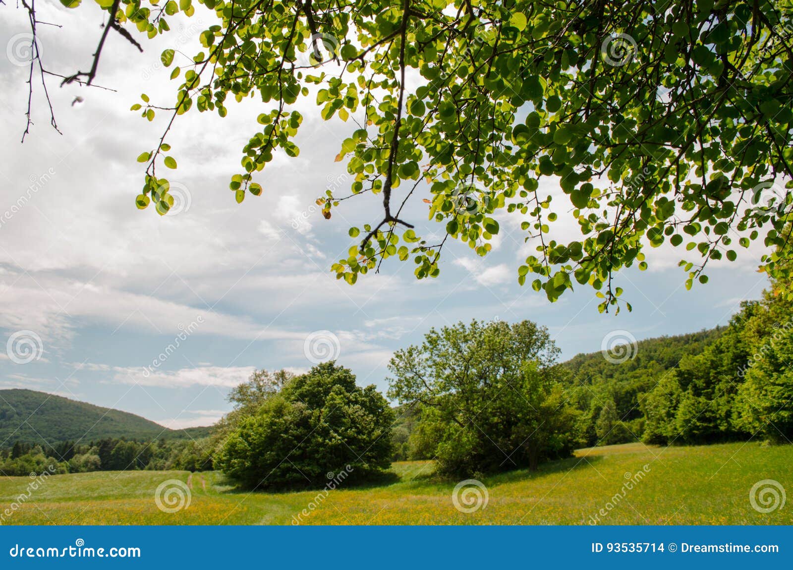 Walking in the Quiet Nature of Spring is Invaluable Stock Photo - Image ...