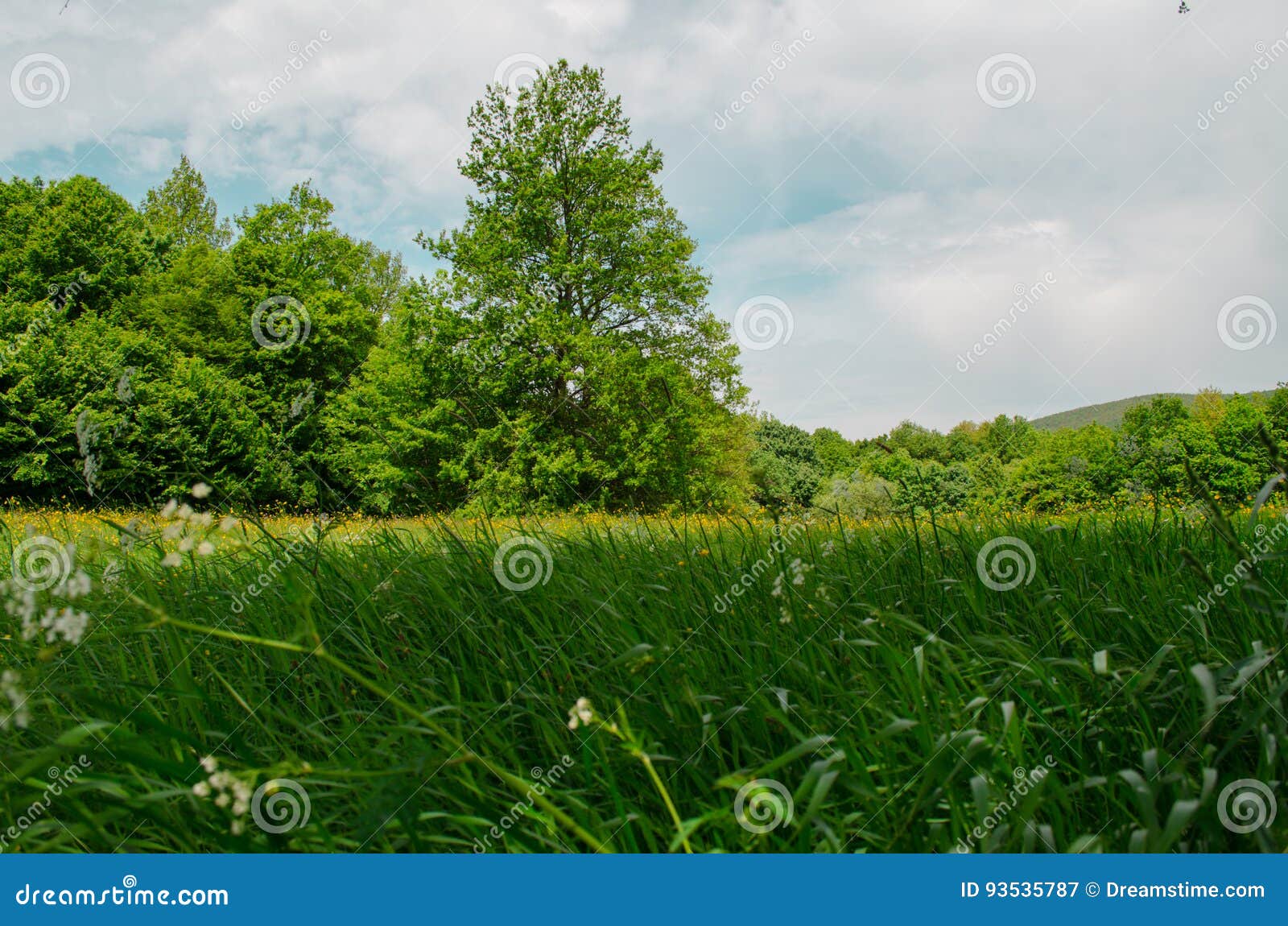 Walking in the Quiet Nature of Spring is Invaluable Stock Image - Image ...