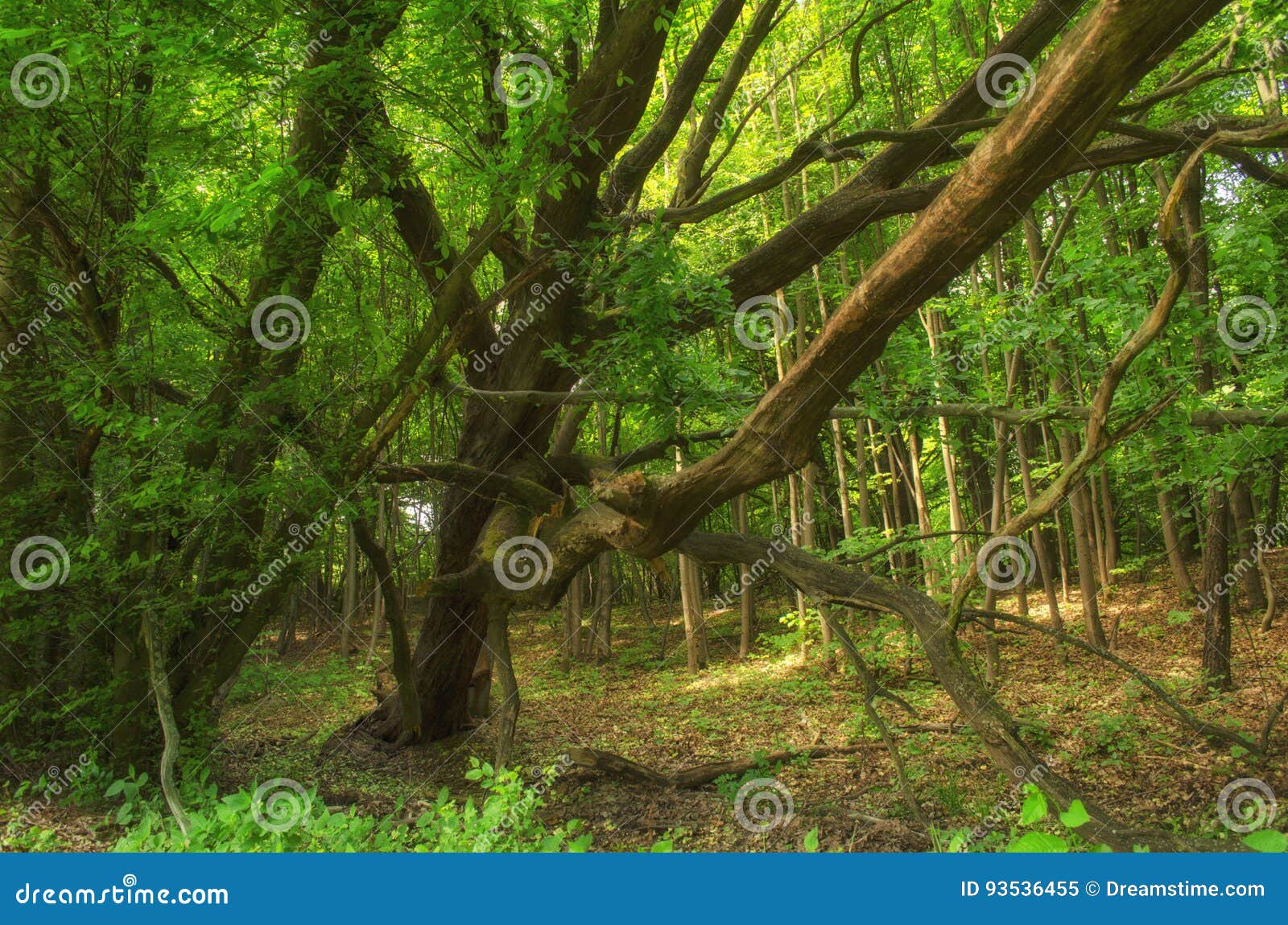 Walking in the Quiet Nature of Spring is Invaluable Stock Image - Image ...