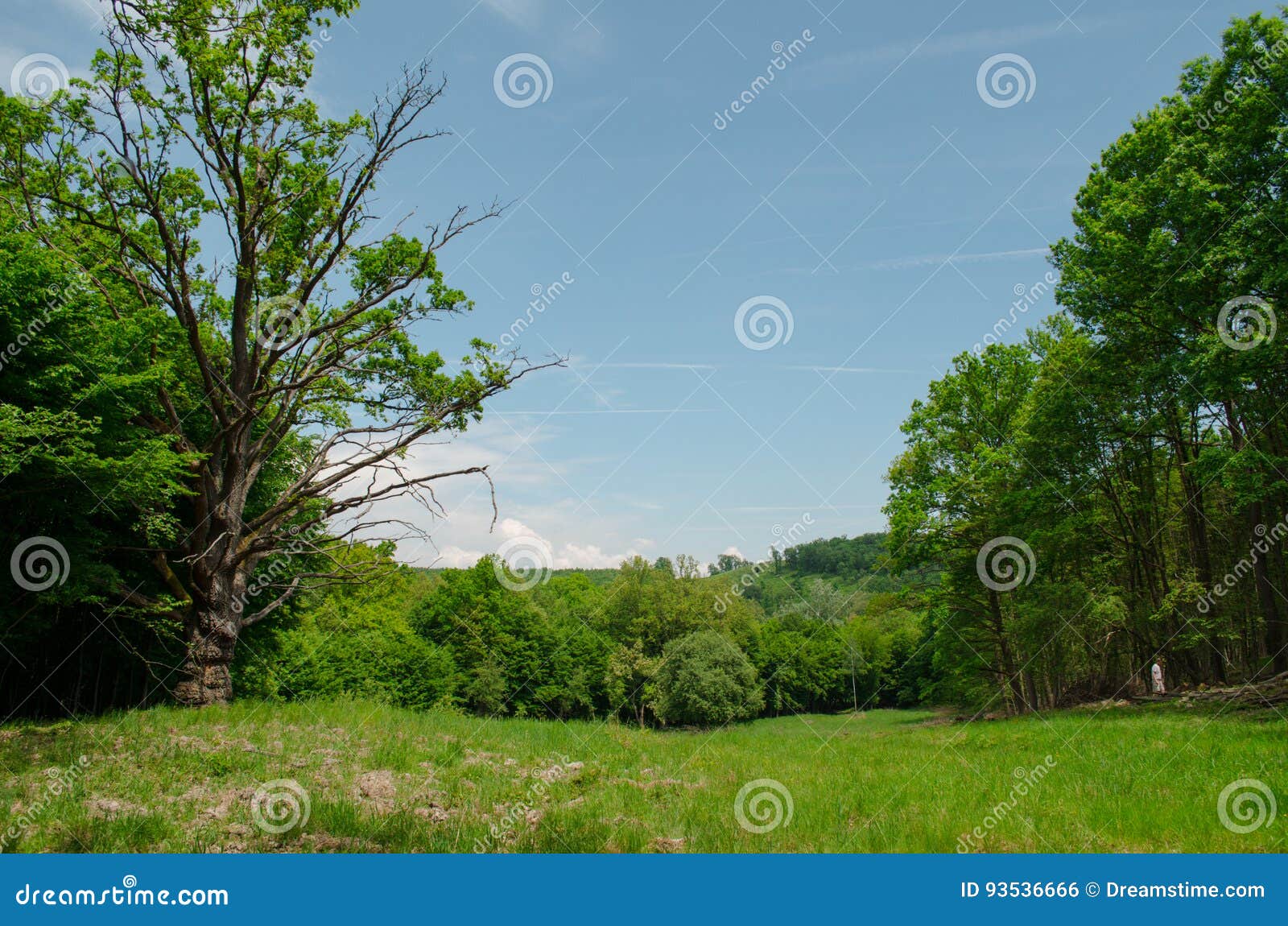 Walking in the Quiet Nature of Spring is Invaluable Stock Photo - Image ...