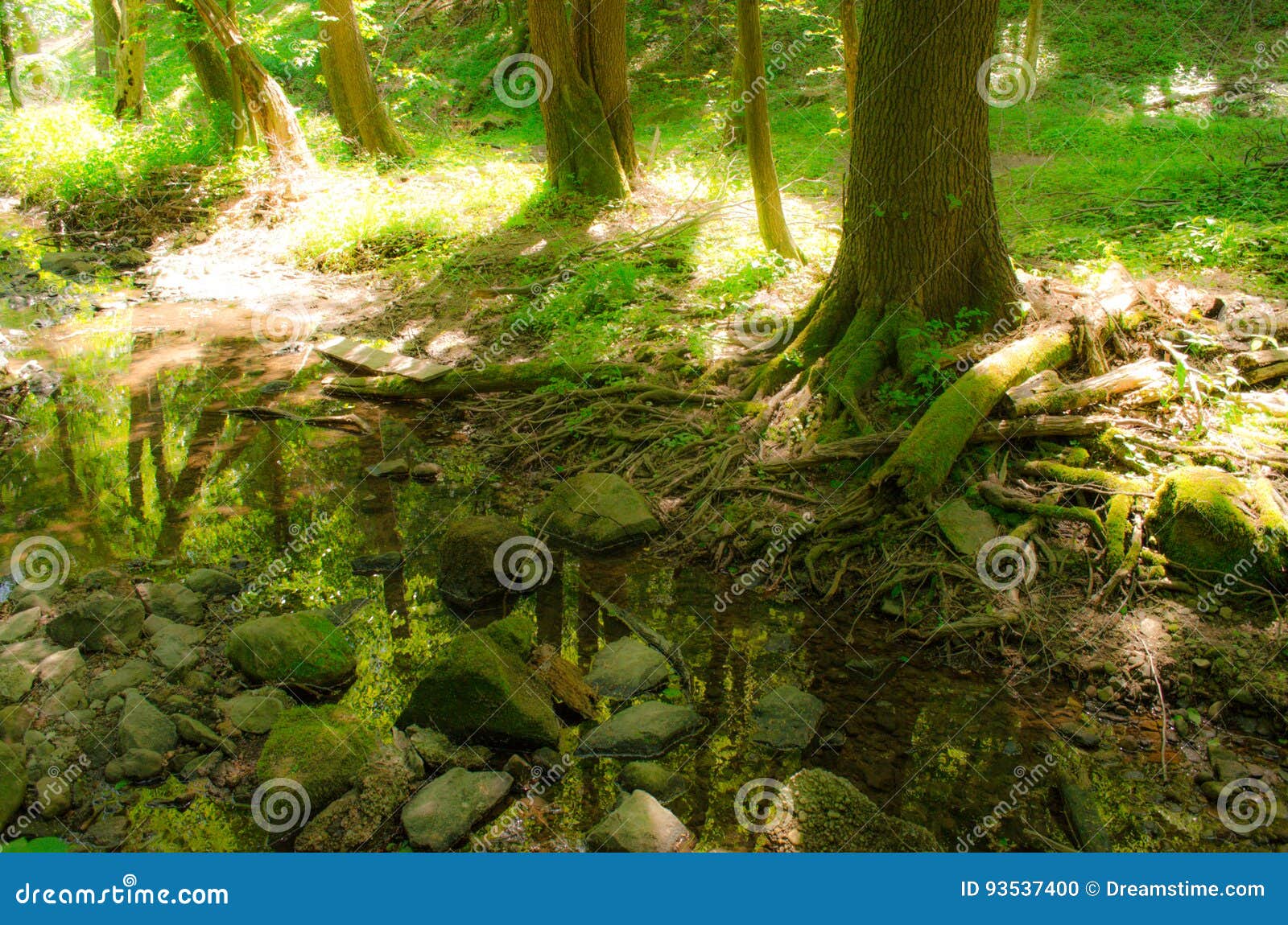 Walking in the Quiet Nature of Spring is Invaluable Stock Photo - Image ...