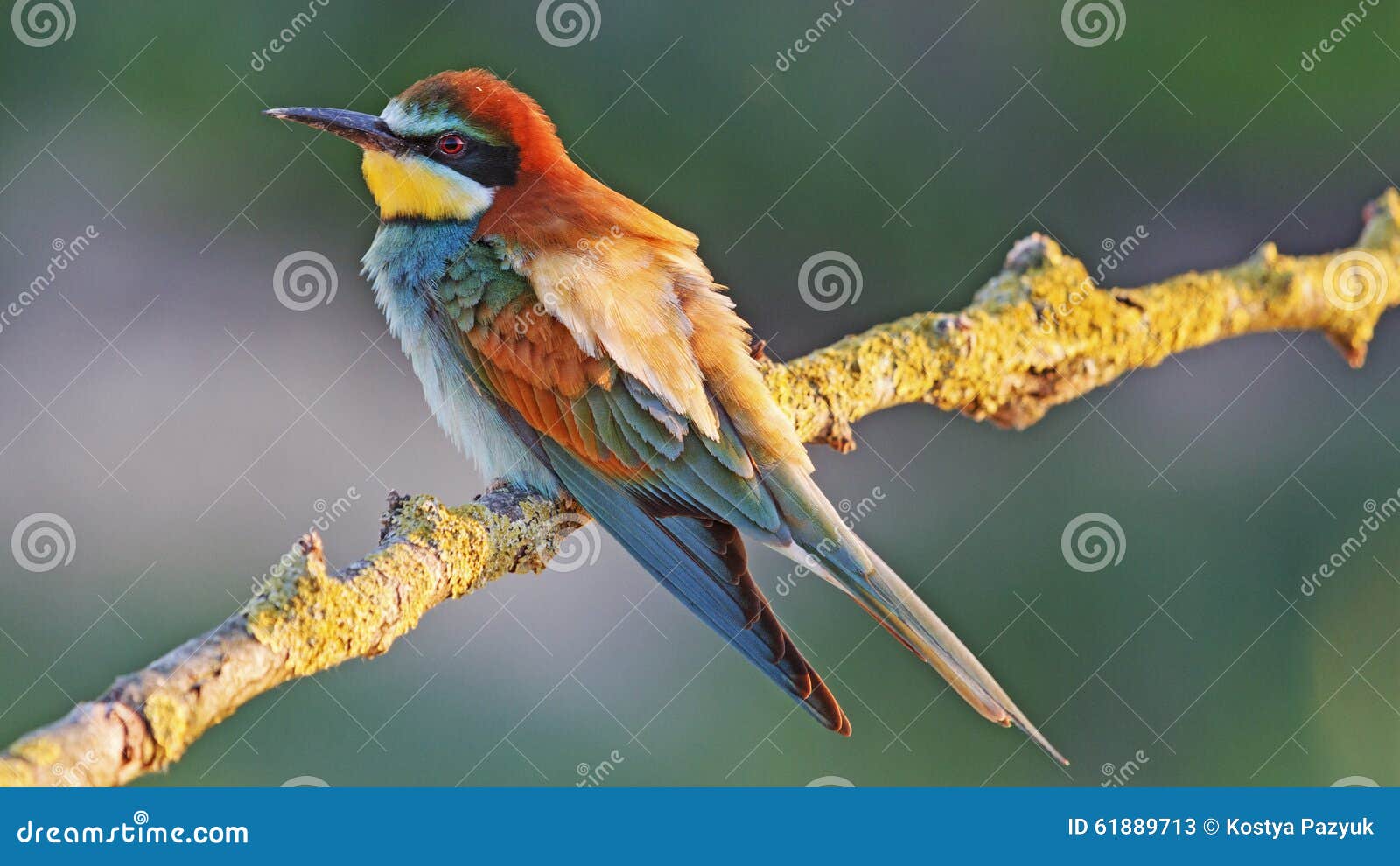 Walking in the Rays of the Sun Stock Image - Image of branch, africa ...